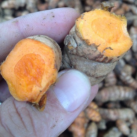 Turmeric Quality vs Supermarket-Bought – Spice Origin